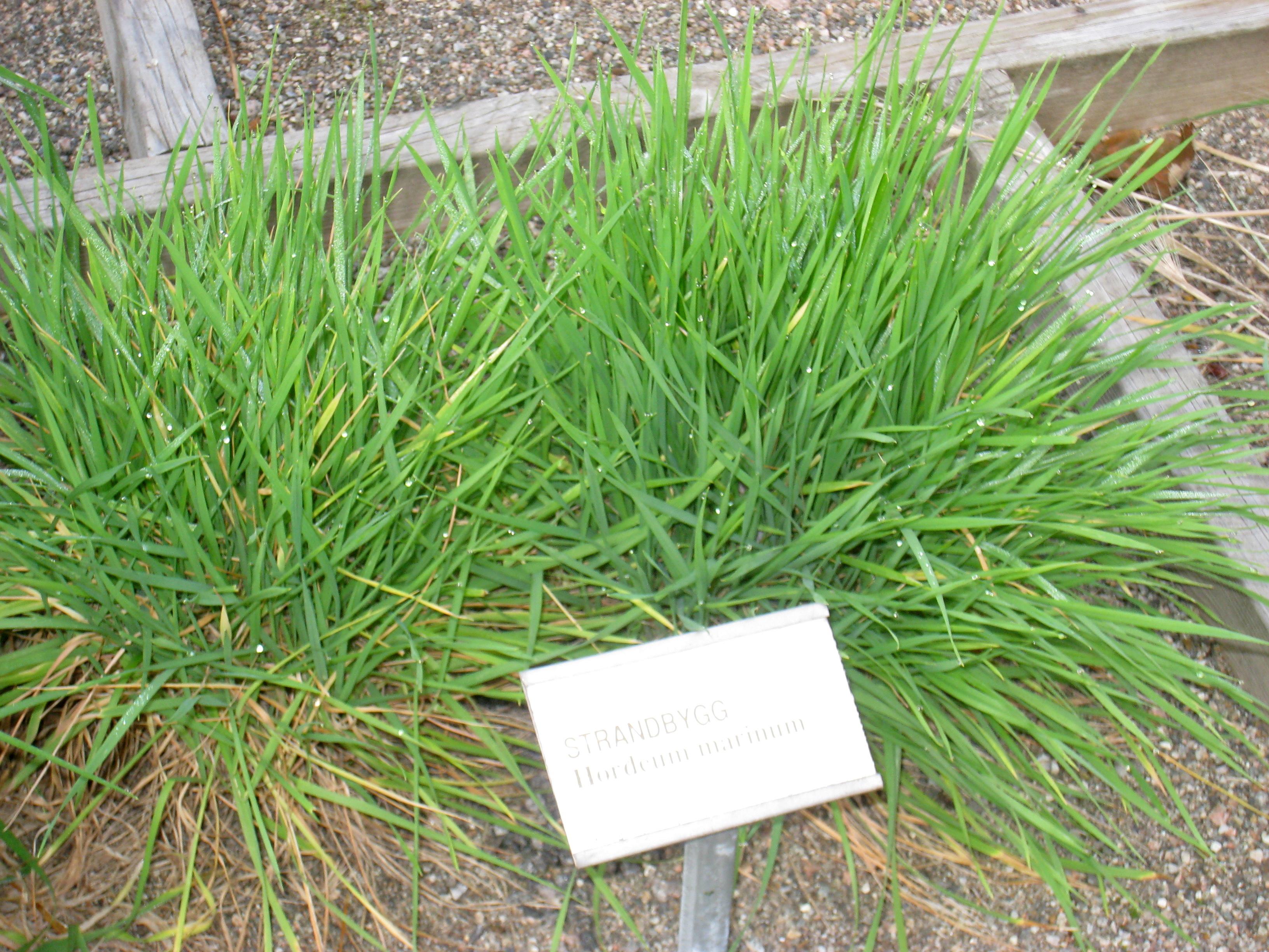 Sea barley (Hordeum marinum) Care Guide: Pests, Diseases, Watering ...