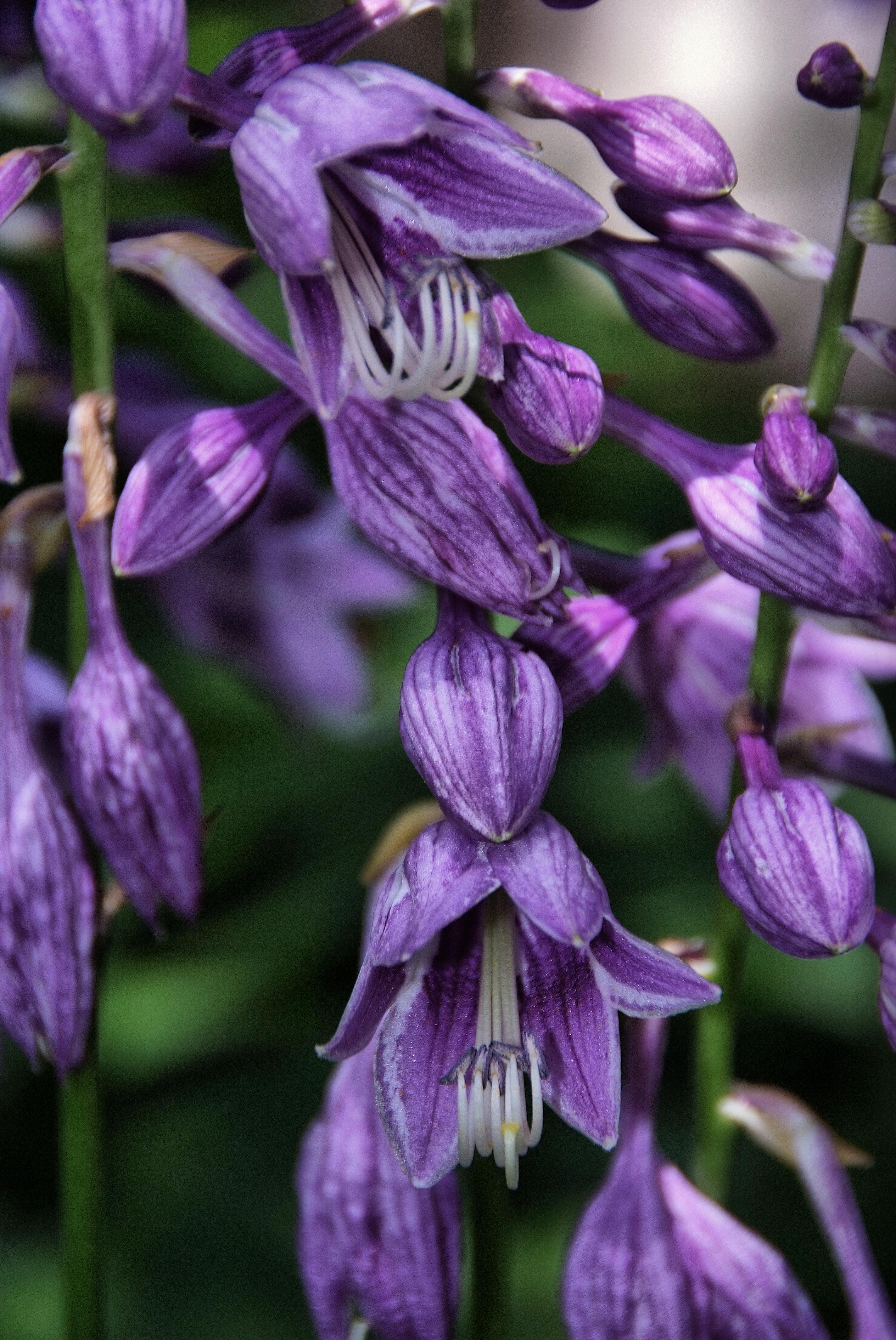 Blue plantain lily (Hosta ventricosa) Care Guide: Pests, Diseases ...
