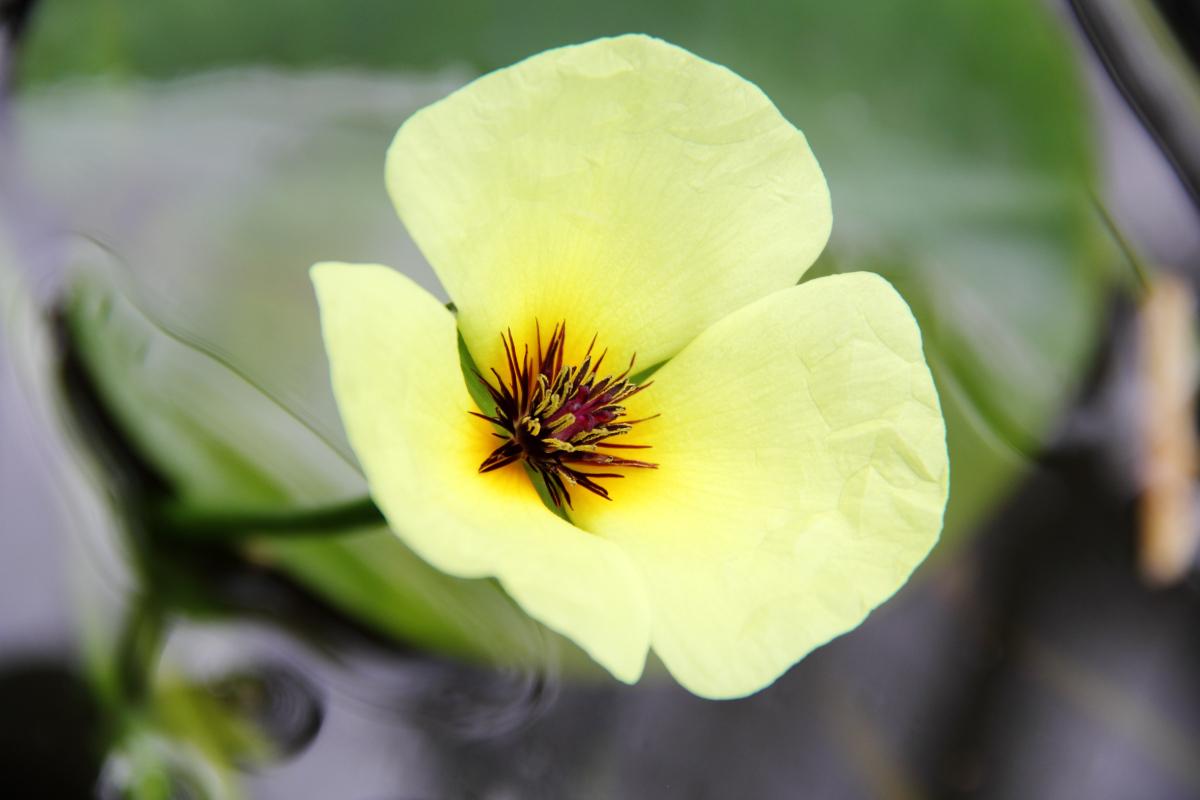 Water poppy (Hydrocleys nymphoides) Care Guide: Pests, Diseases ...