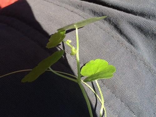 American marshpennywort (Hydrocotyle americana) Care Guide: Pests ...