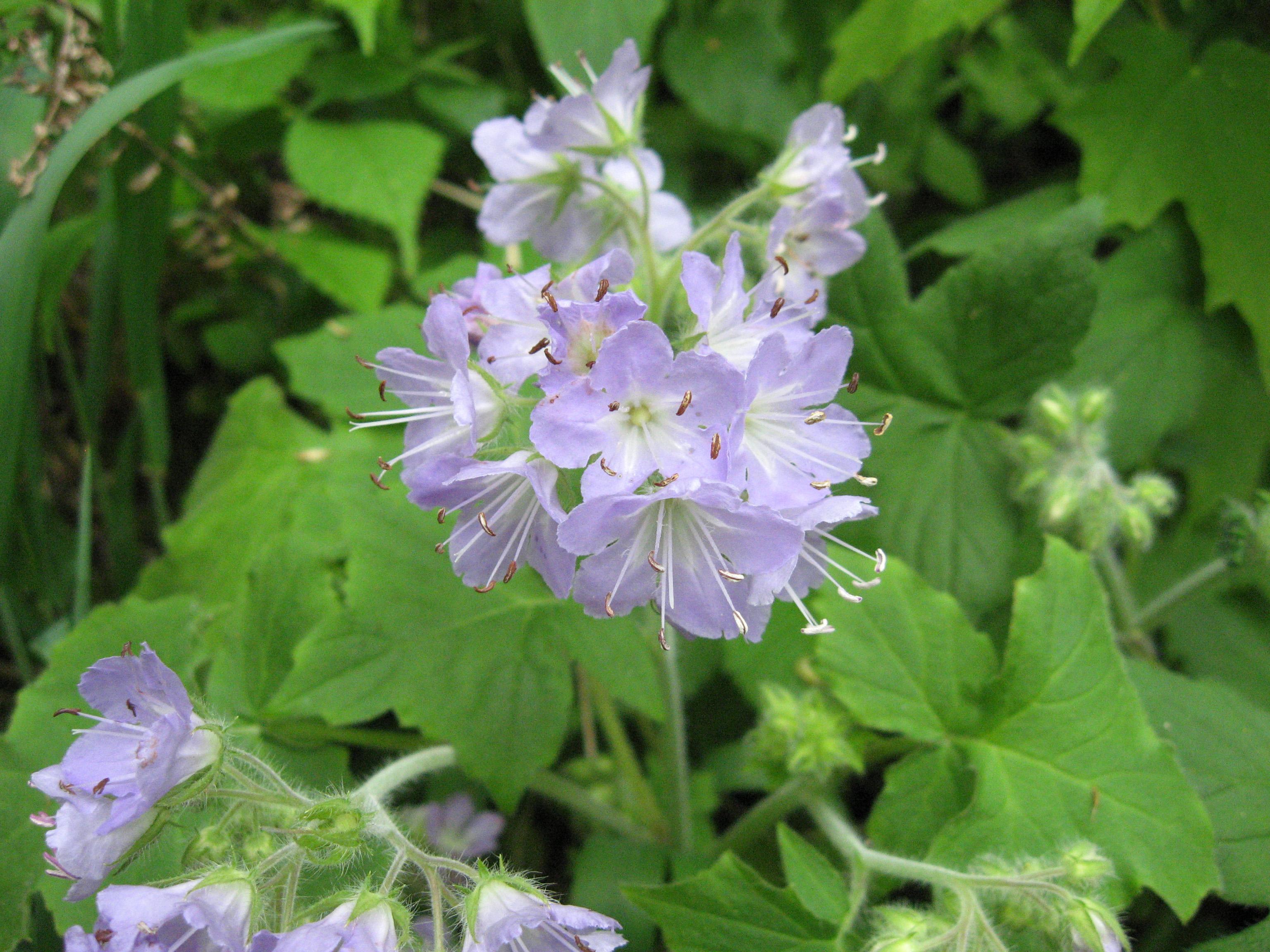 Great Waterleaf (Hydrophyllum appendiculatum) Care Guide: Pests ...