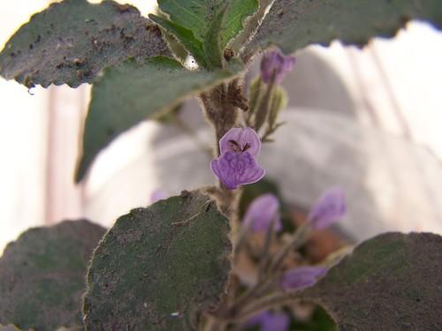 Temple plant (Hygrophila corymbosa) Care Guide: Pests, Diseases ...