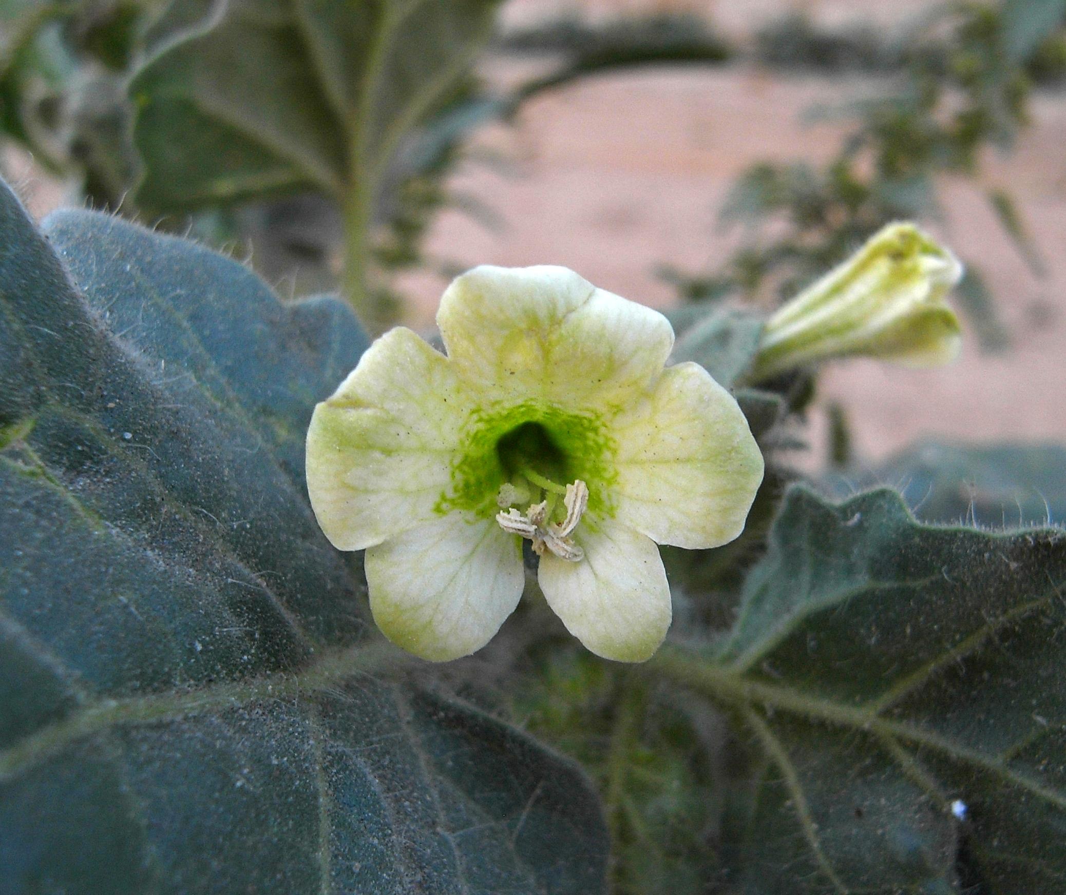 Henbanes (Hyoscyamus) (Hyoscyamus) Care Guide: Pests, Diseases ...