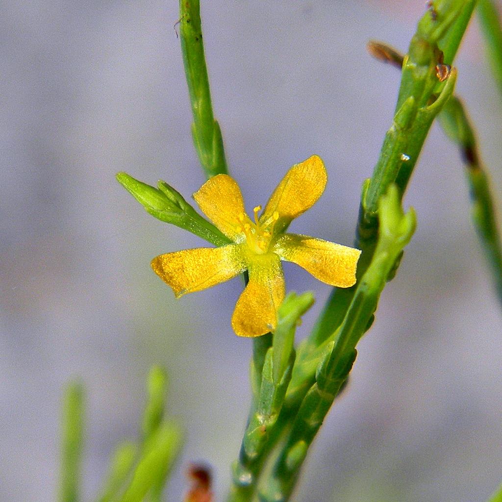 Orangegrass (Hypericum gentianoides) Care Guide: Pests, Diseases ...