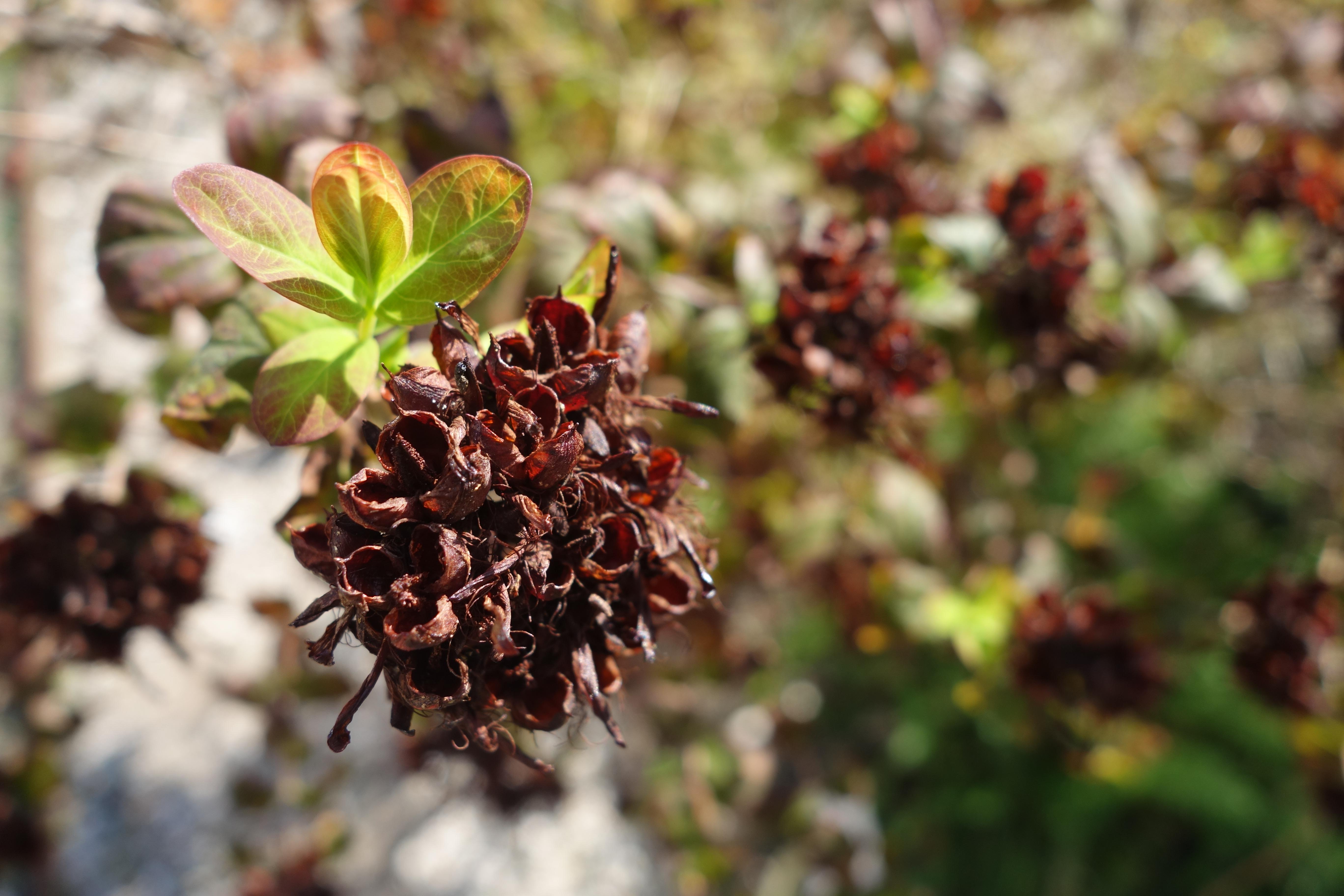 Stinking tutsan (Hypericum hircinum) Care Guide: Pests, Diseases ...