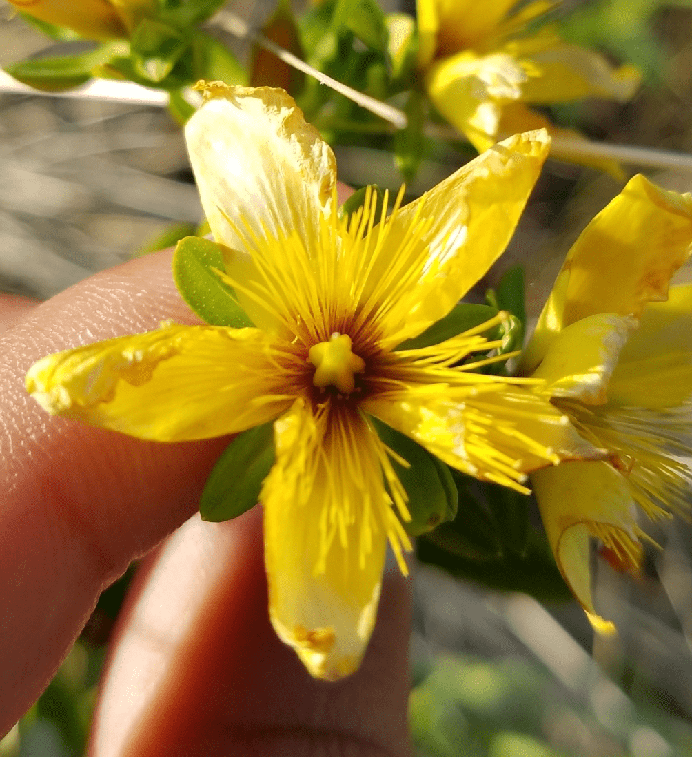 Kalm's St. John's wort (Hypericum kalmianum) Care Guide: Pests ...