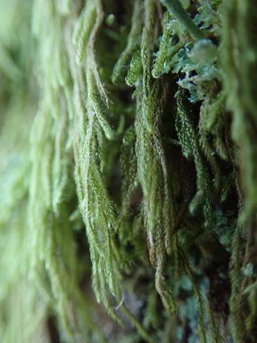 Hypnum moss (Hypnum circinale) Care Guide: Pests, Diseases, Watering ...