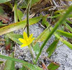 Star-grass (Hypoxis) (Hypoxis) Care Guide: Pests, Diseases, Watering ...