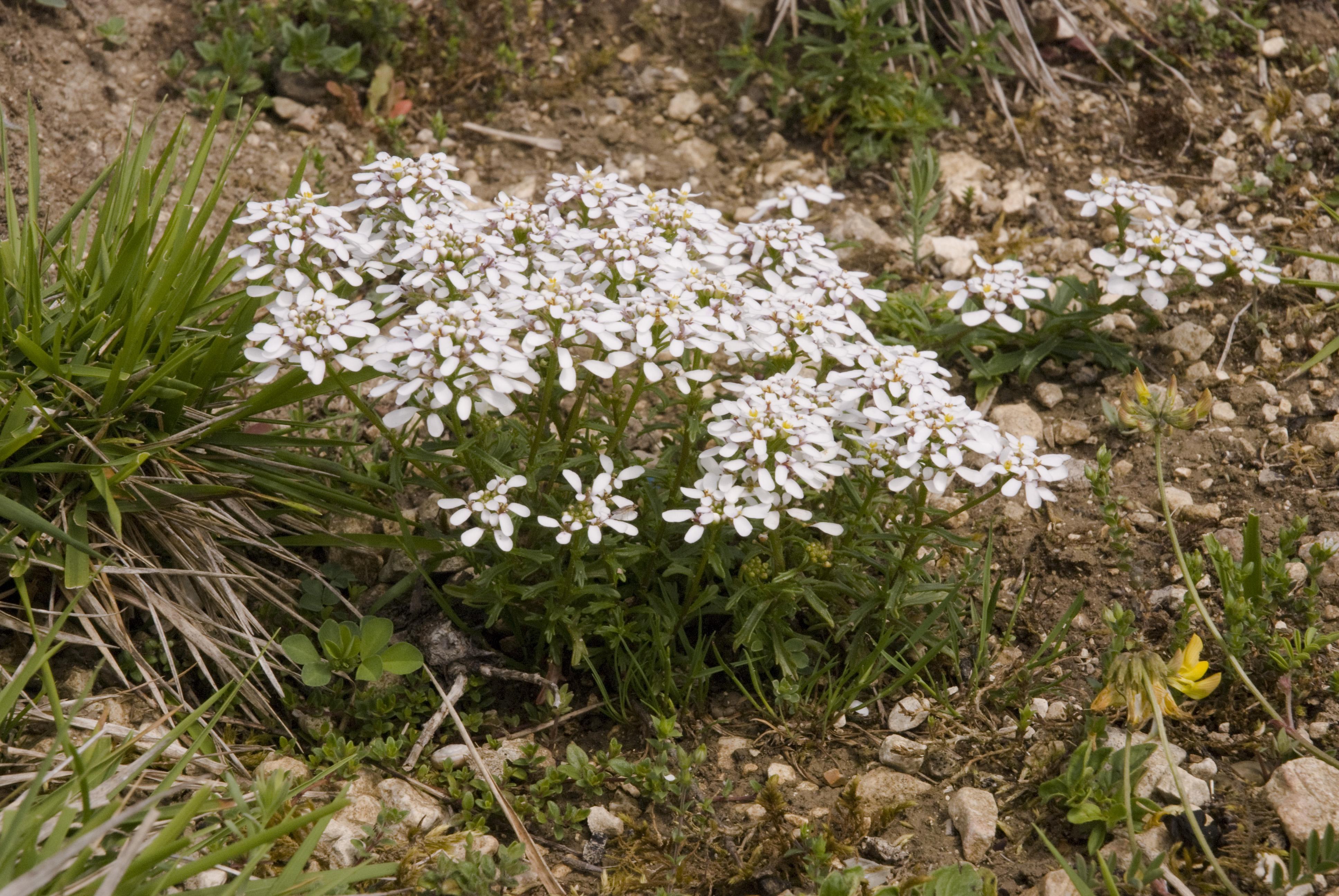 Annual candytuft (Iberis amara) Care Guide: Pests, Diseases, Watering ...