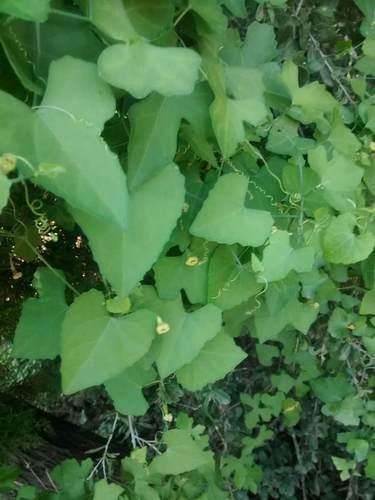Balsam gourd (Ibervillea lindheimeri) Care Guide: Pests, Diseases ...