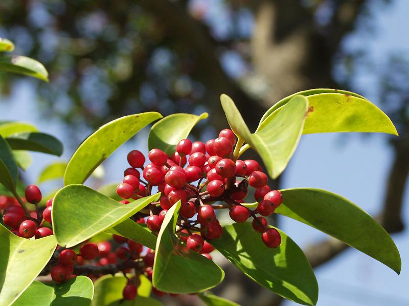 Kurogane holly (Ilex rotunda) Care Guide: Pests, Diseases, Watering ...