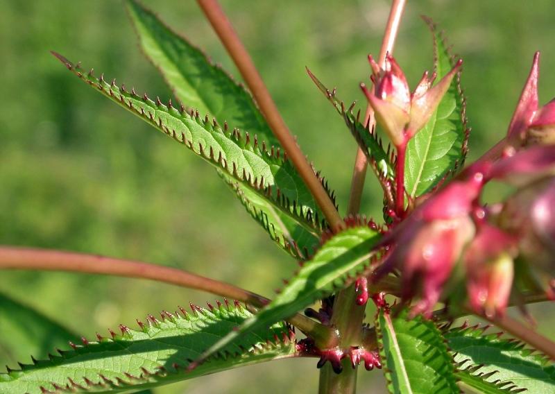 Himalayan balsam (Impatiens glandulifera) Care Guide: Pests, Diseases ...