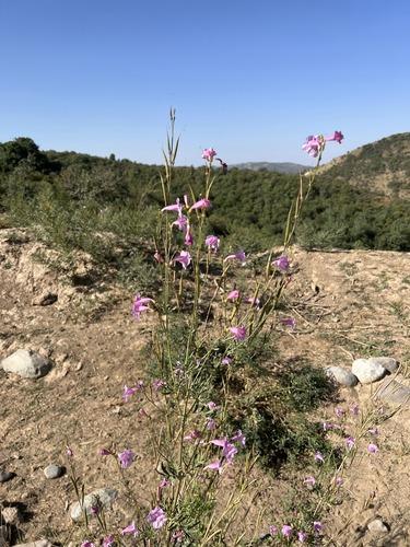 Princess trumpet-flower (Incarvillea olgae) Care Guide: Pests, Diseases ...