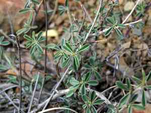 How to Prune Indigofera sessilifolia: Complete Pruning Guide | ForwardPlant