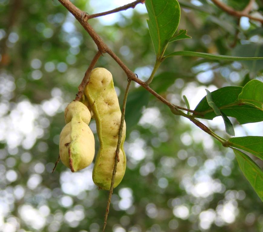 Sacky sac bean (Inga laurina) Care Guide: Pests, Diseases, Watering ...