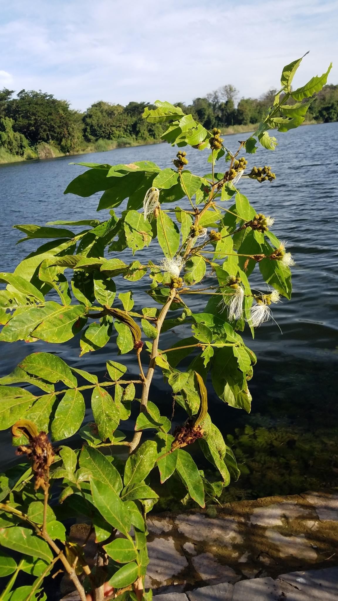 River koko (Inga vera) Care Guide: Pests, Diseases, Watering ...