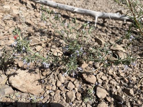 Manyflowered ipomopsis (Ipomopsis multiflora) Care Guide: Pests ...