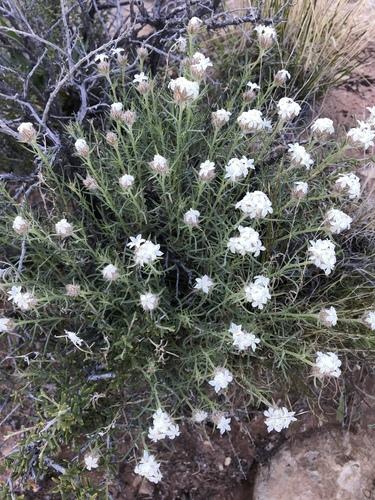 Rosy ipomopsis (Ipomopsis roseata) Care Guide: Pests, Diseases ...