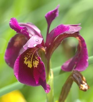 Iris hookeri (Iris hookeri) Care Guide: Pests, Diseases, Watering ...