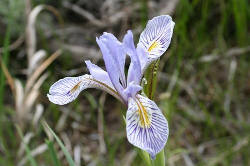 Rocky mountain iris (Iris missouriensis) Care Guide: Pests, Diseases ...