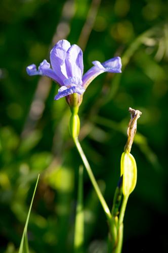 Slender blue iris (Iris prismatica) Care Guide: Pests, Diseases ...