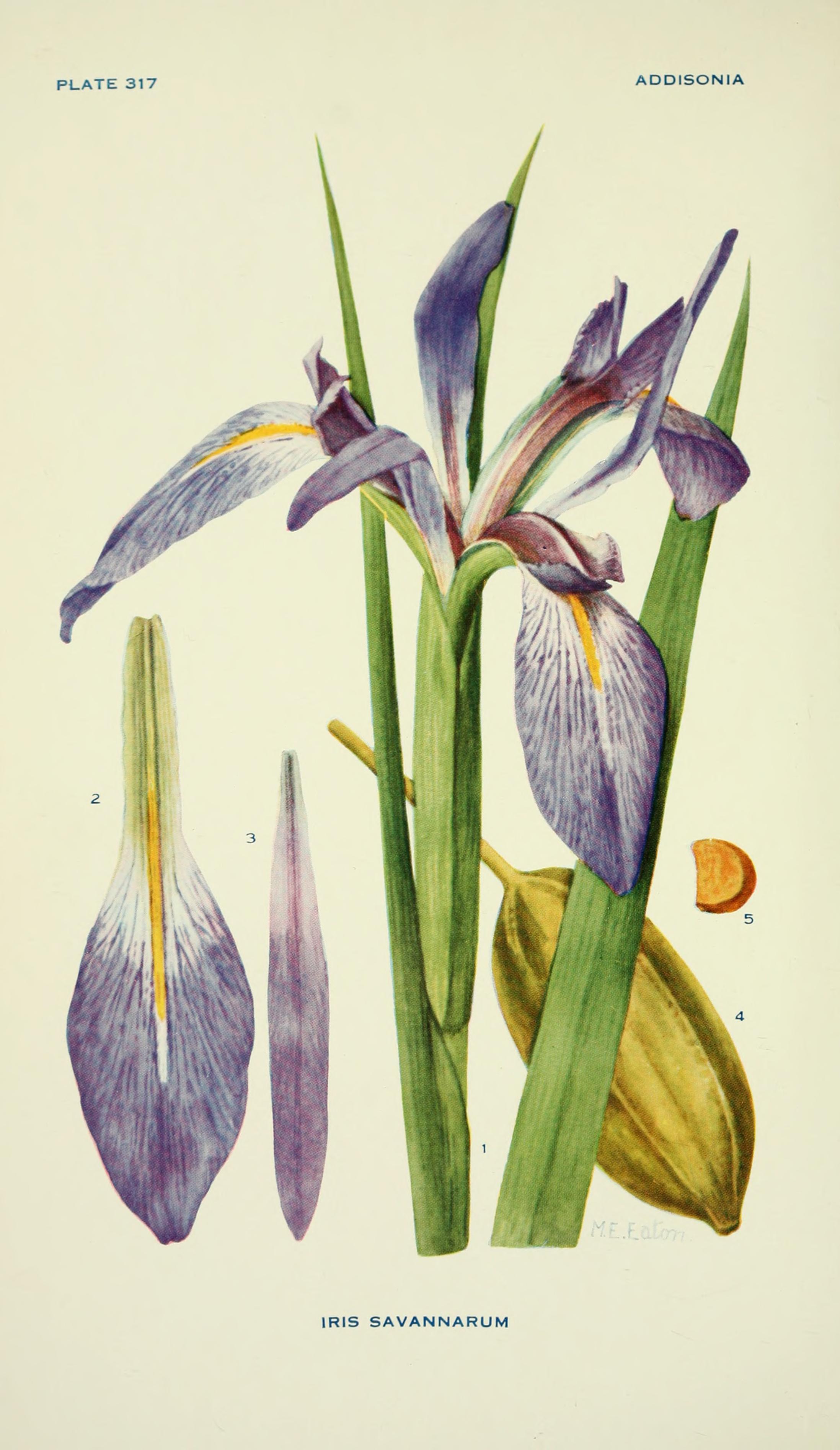 Iris savannarum (Iris savannarum) Care Guide: Pests, Diseases, Watering ...