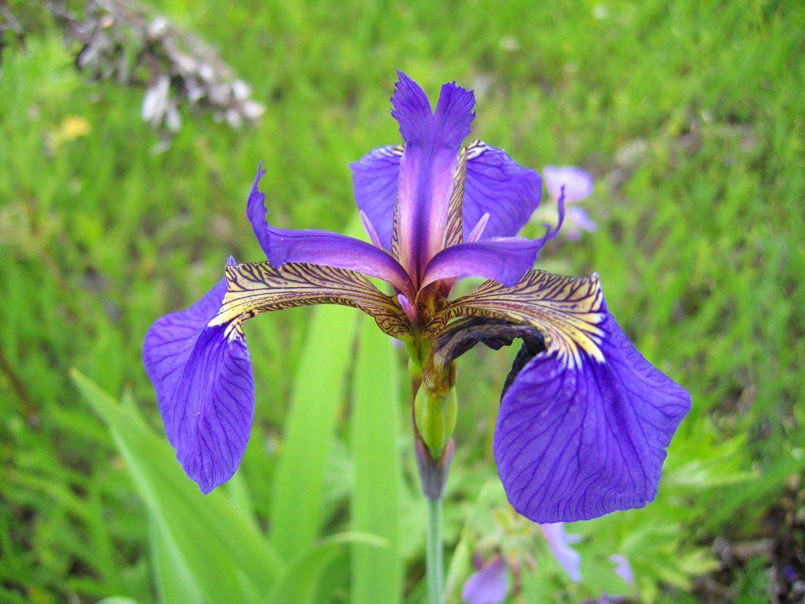 Beach-head iris (Iris setosa) Care Guide: Pests, Diseases, Watering ...