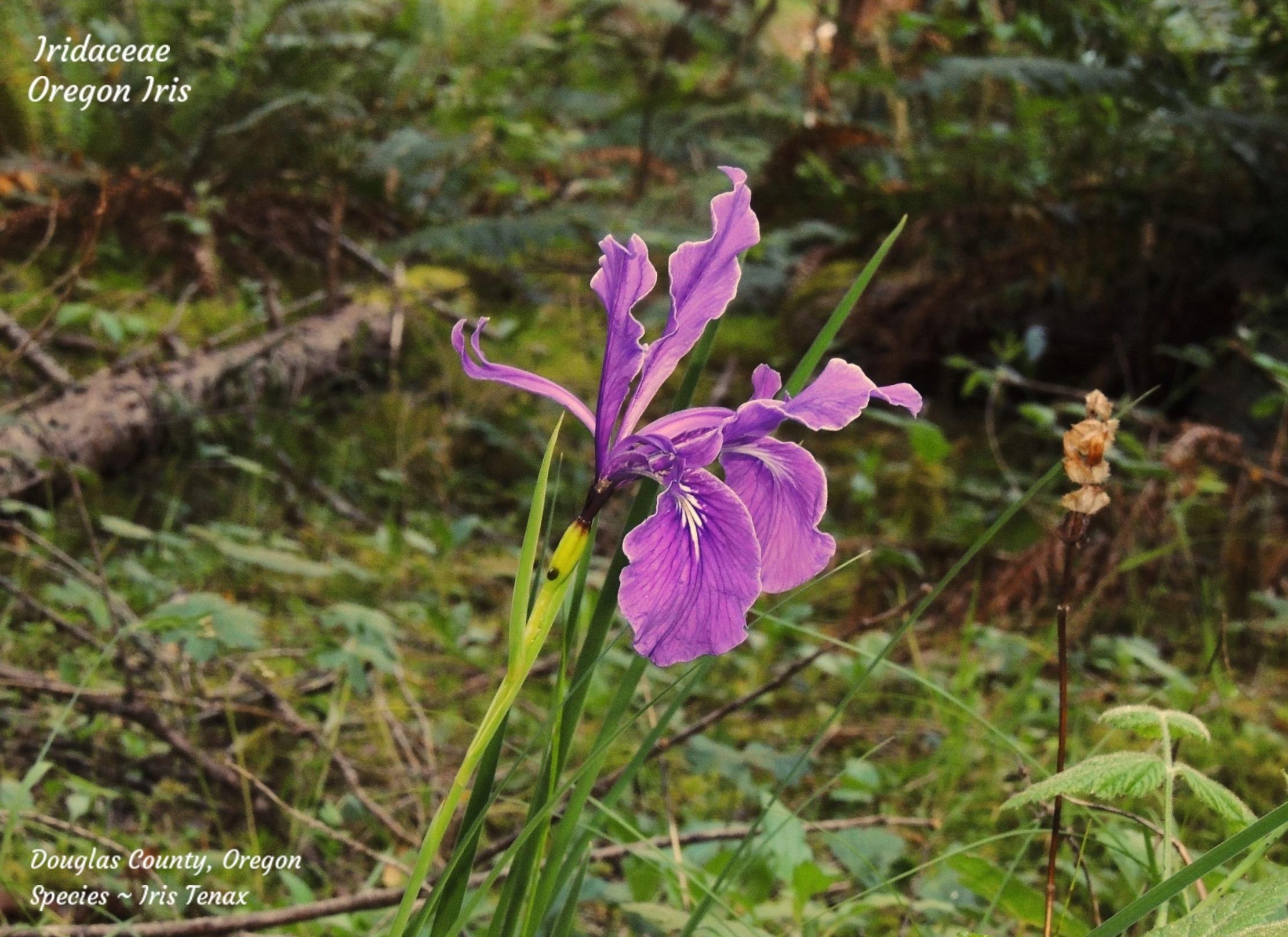 Toughleaf iris (Iris tenax) Care Guide: Pests, Diseases, Watering ...