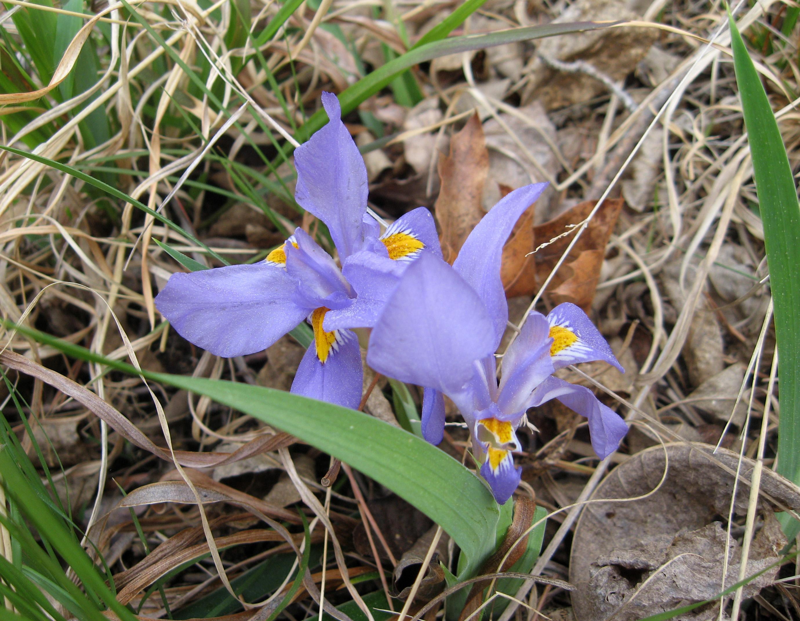 Dwarf violet iris (Iris verna) Care Guide: Pests, Diseases, Watering ...