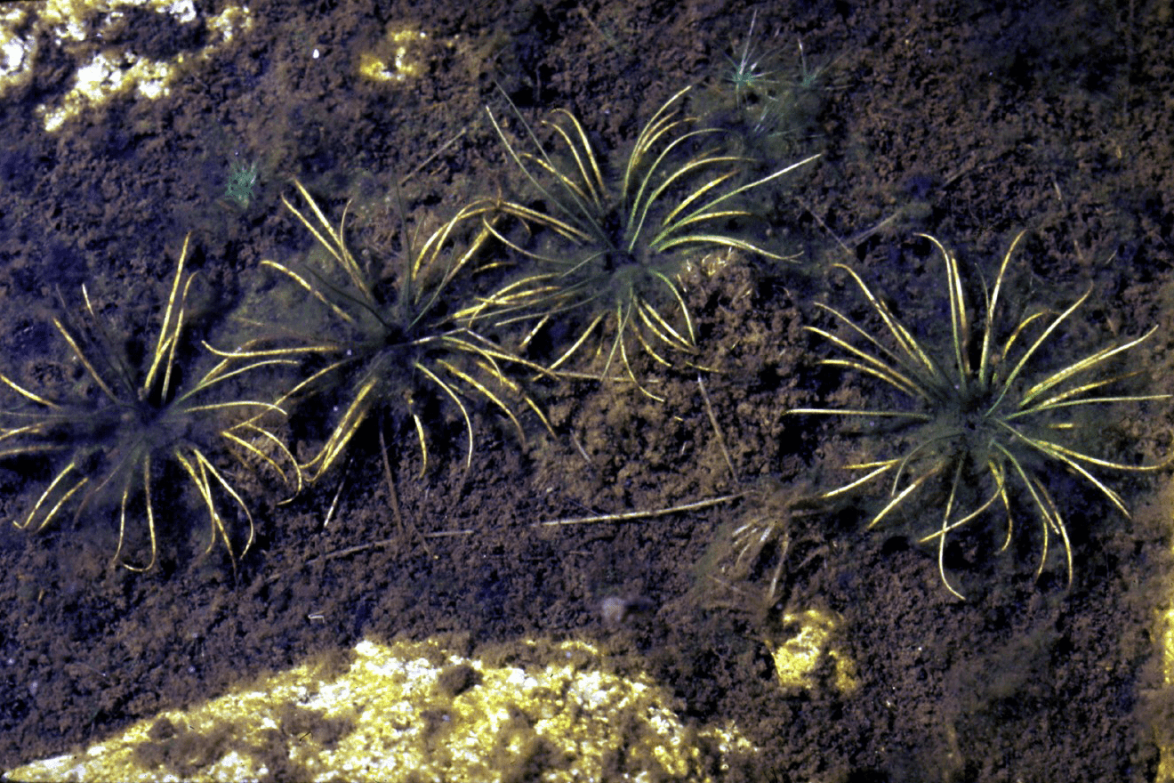 Spring quillwort (Isoetes echinospora) Care Guide: Pests, Diseases ...