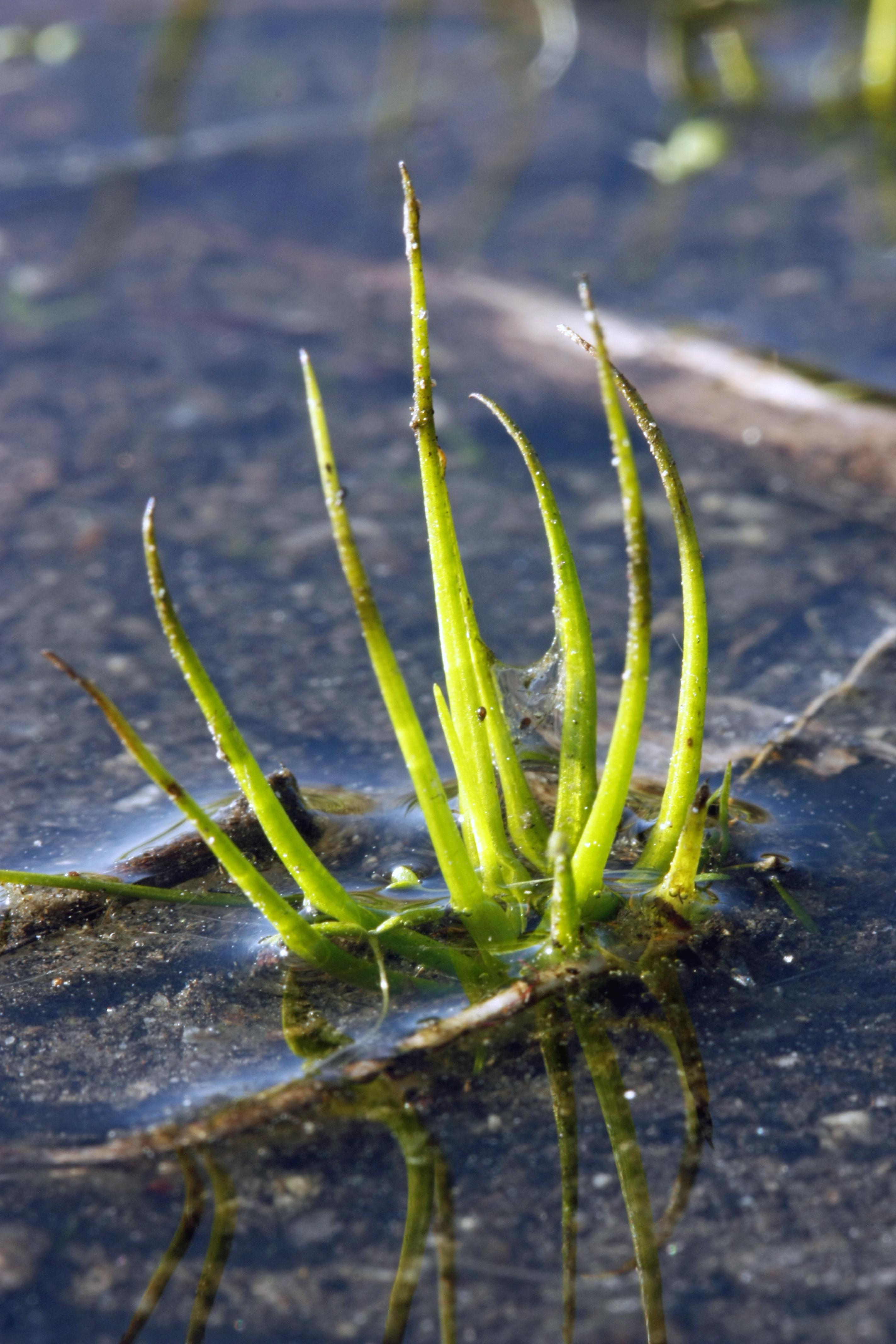 Blackspore quillwort (Isoetes melanospora) Care Guide: Pests, Diseases ...