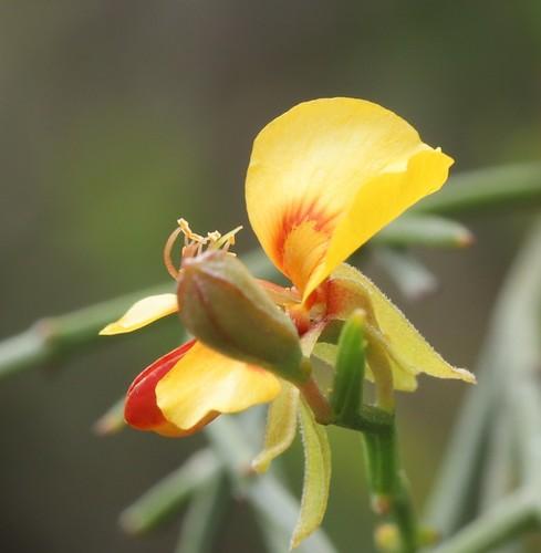 Jacksonia spinosa (Jacksonia spinosa) Care Guide: Pests, Diseases ...