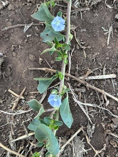 How to identify Oval-leaf clustervine (Jacquemontia ovalifolia) | PlantJoy