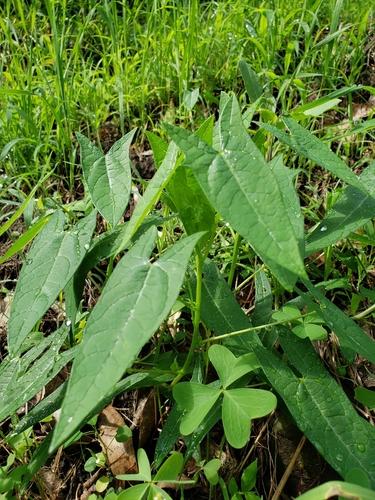 Jarilla (Jarilla heterophylla) Care Guide: Pests, Diseases, Watering ...