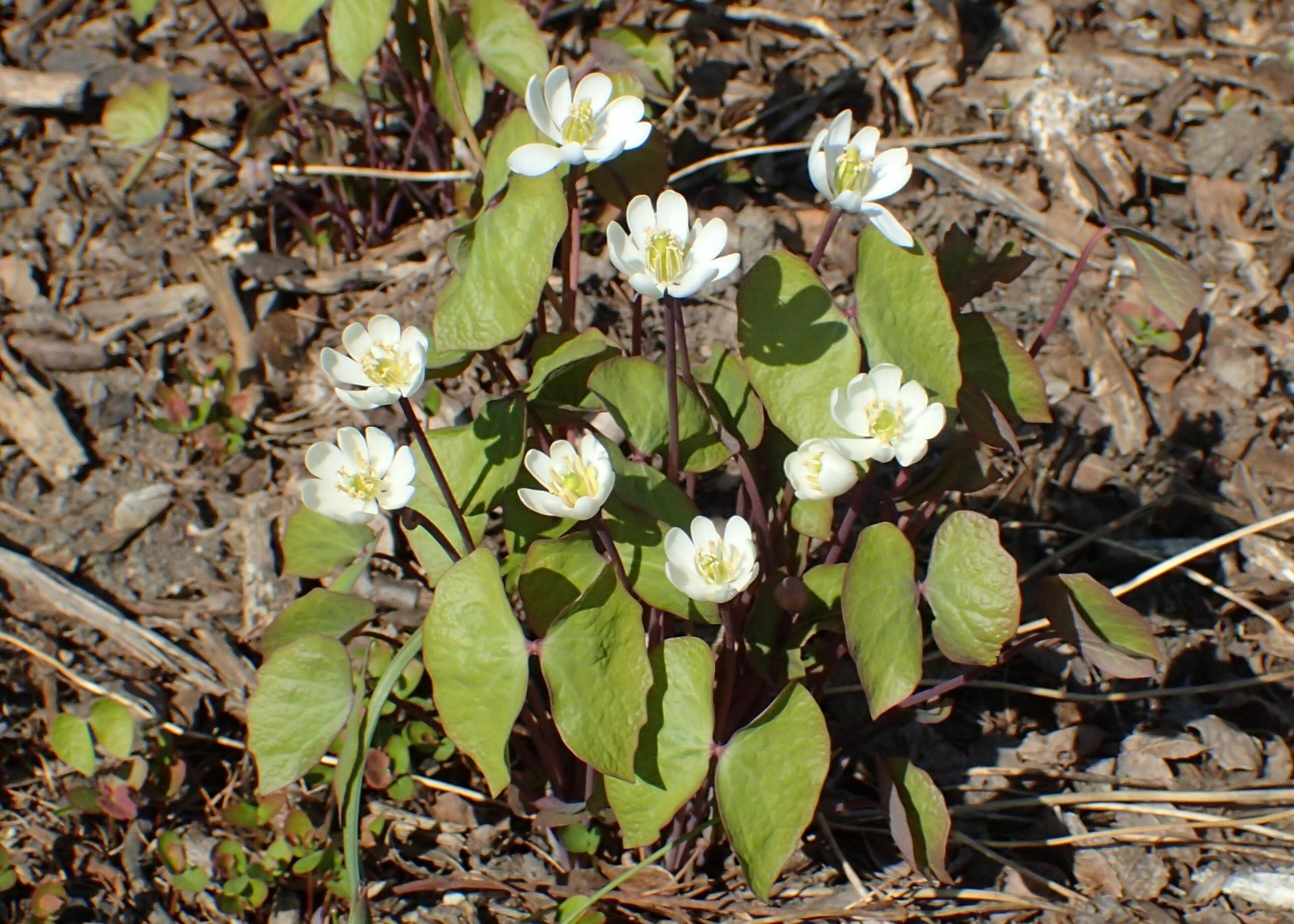 Twinleaf (Jeffersonia) (Jeffersonia) Care Guide: Pests, Diseases ...