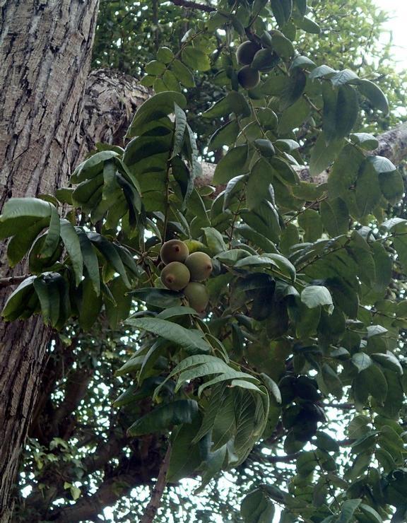 Andean walnut (Juglans neotropica) Care Guide: Pests, Diseases ...