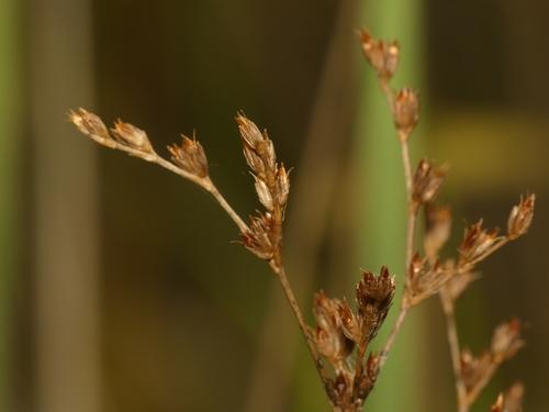 Small-head rush (Juncus brachycephalus) Care Guide: Pests, Diseases ...