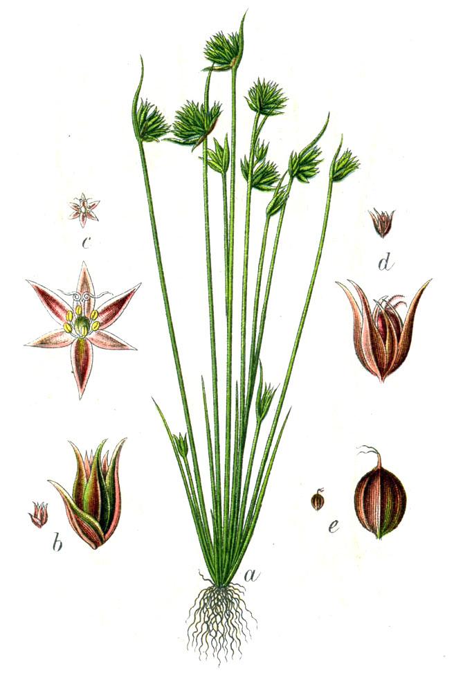 Capitate rush (Juncus capitatus) Care Guide: Pests, Diseases, Watering ...