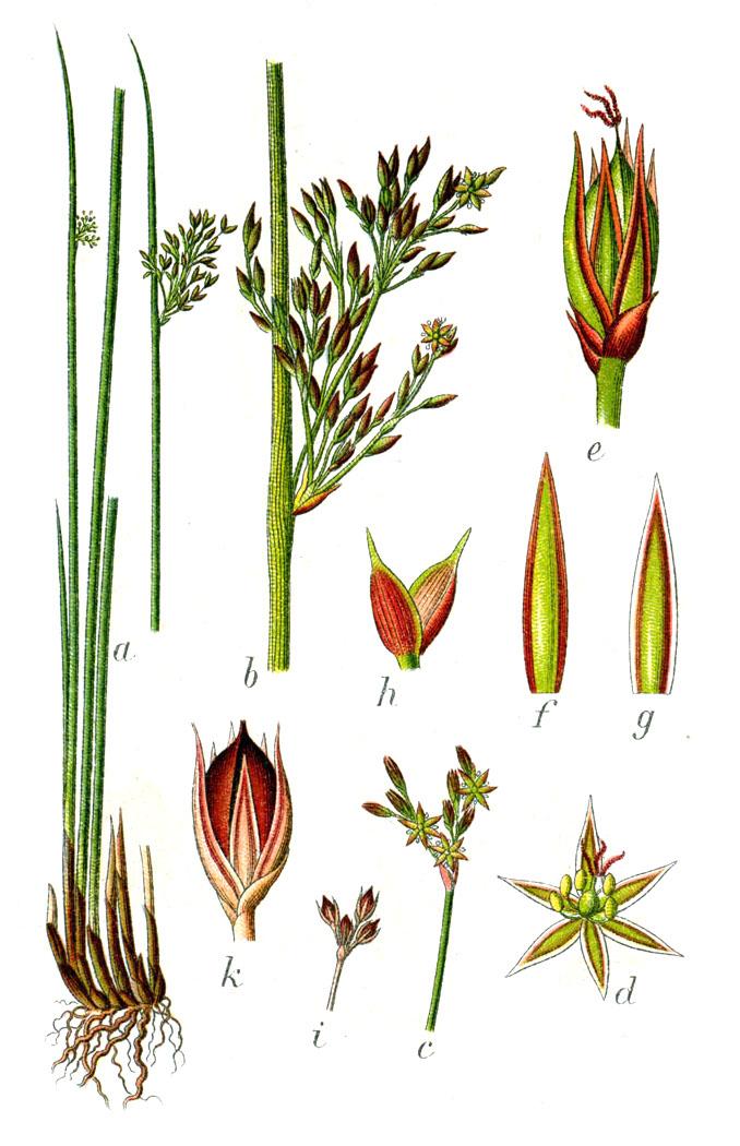European meadow rush (Juncus inflexus) Care Guide: Pests, Diseases ...