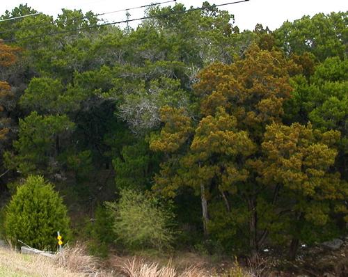 Ashe juniper (Juniperus ashei) Care Guide: Pests, Diseases, Watering ...