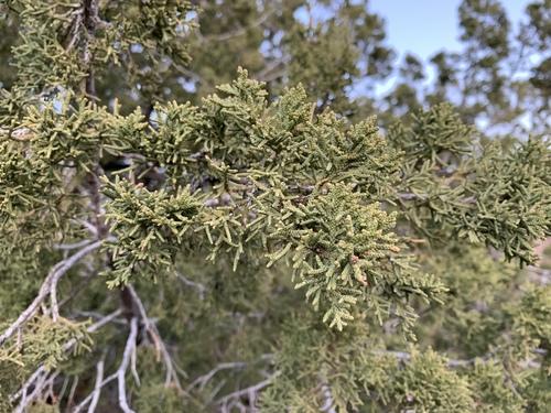 One-seed juniper (Juniperus monosperma) Care Guide: Pests, Diseases ...