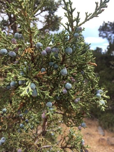 Western juniper (Juniperus occidentalis) Care Guide: Pests, Diseases ...