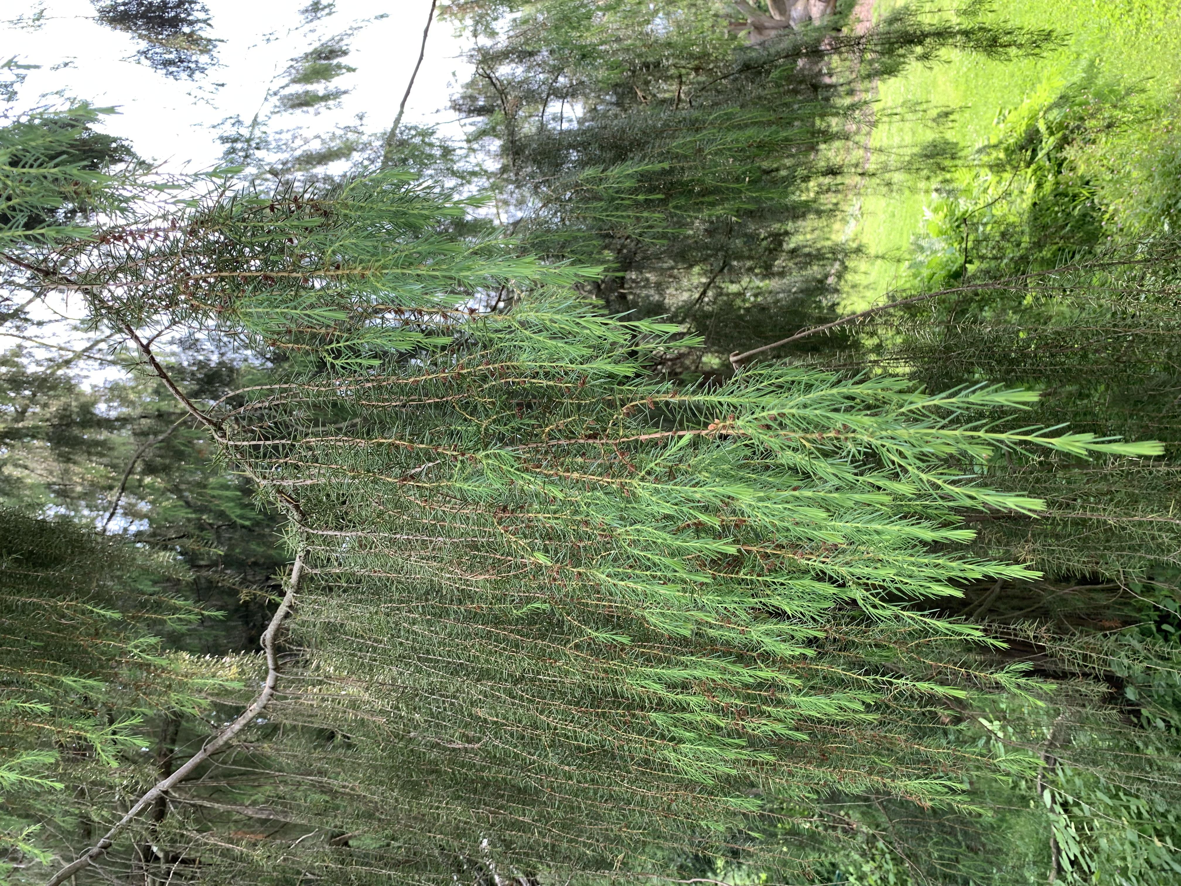 Needle juniper (Juniperus rigida) Care Guide: Pests, Diseases, Watering ...