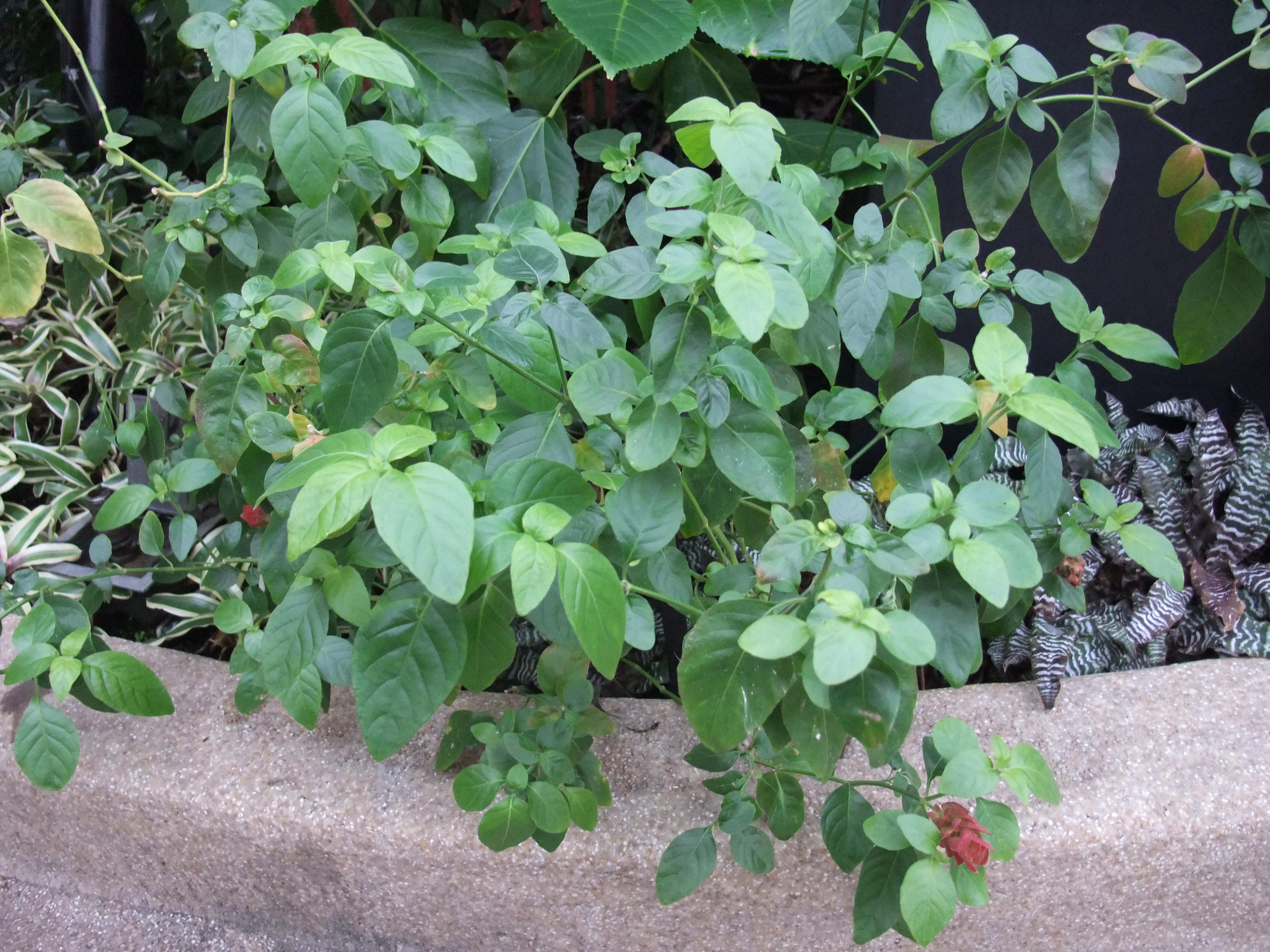 Shrimp plant (Justicia brandegeeana) Care Guide: Pests, Diseases ...