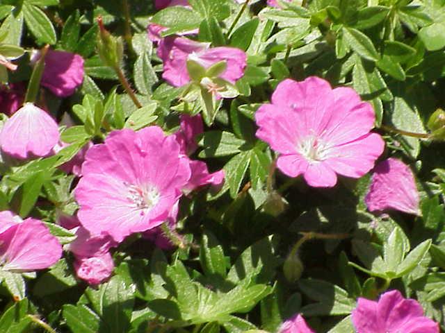 Arizona poppy (Kallstroemia grandiflora) Care Guide: Pests, Diseases ...