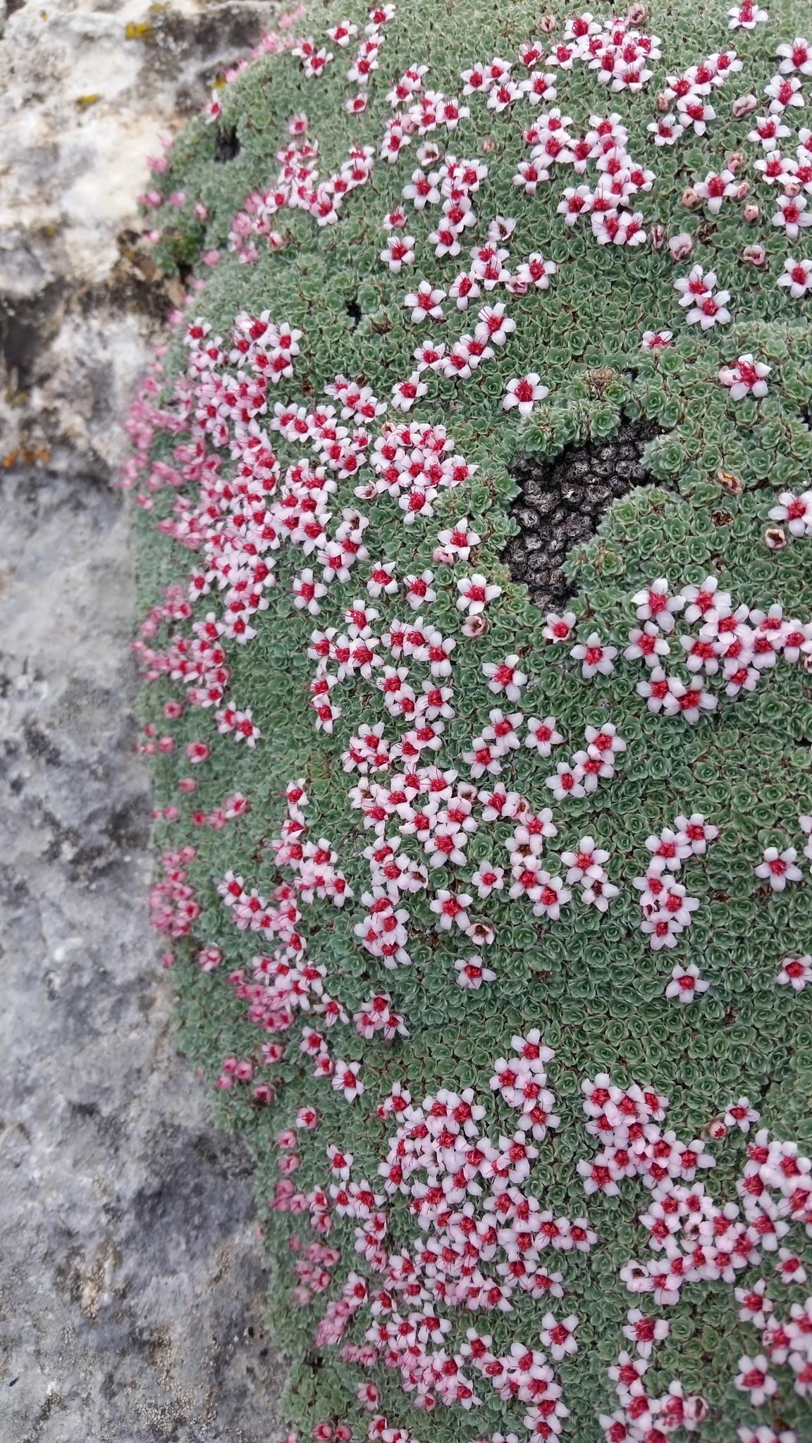 Oneflower kelseya (Kelseya uniflora) Care Guide: Pests, Diseases ...