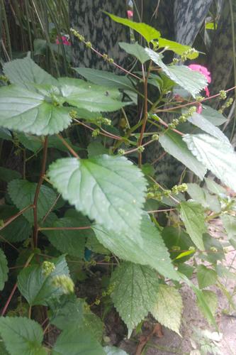 Hawai'i woodnettle (Laportea interrupta) Care Guide: Pests, Diseases ...