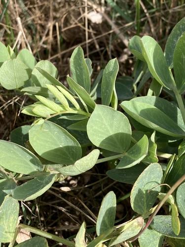 Sea Pea (Lathyrus japonicus) Care Guide: Pests, Diseases, Watering ...