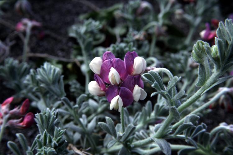 Silky beach pea (Lathyrus littoralis) Care Guide: Pests, Diseases ...
