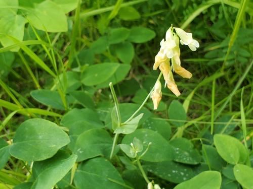 Cream pea (Lathyrus ochroleucus) Care Guide: Pests, Diseases, Watering ...